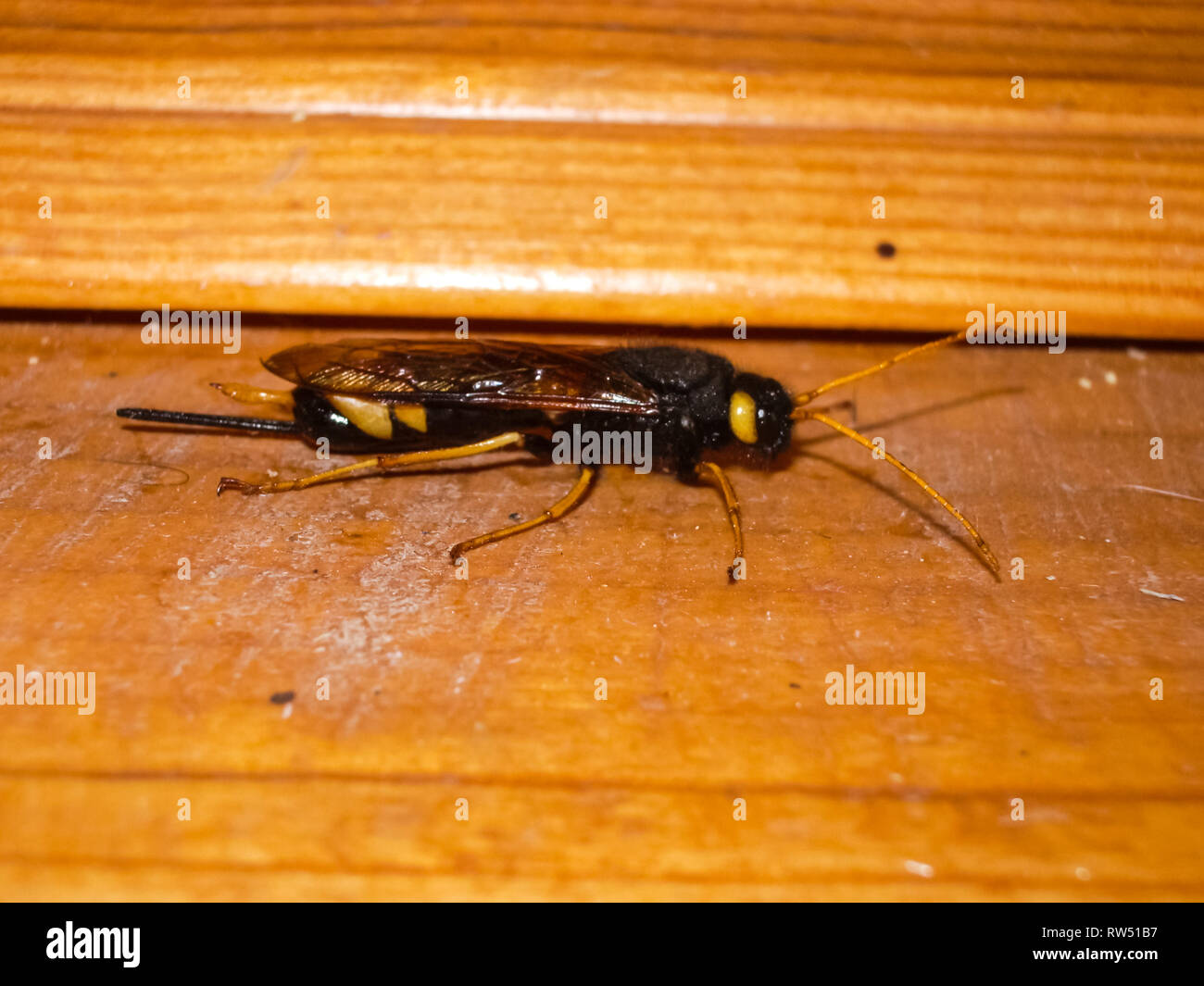 Useful insect rider Stock Photo - Alamy