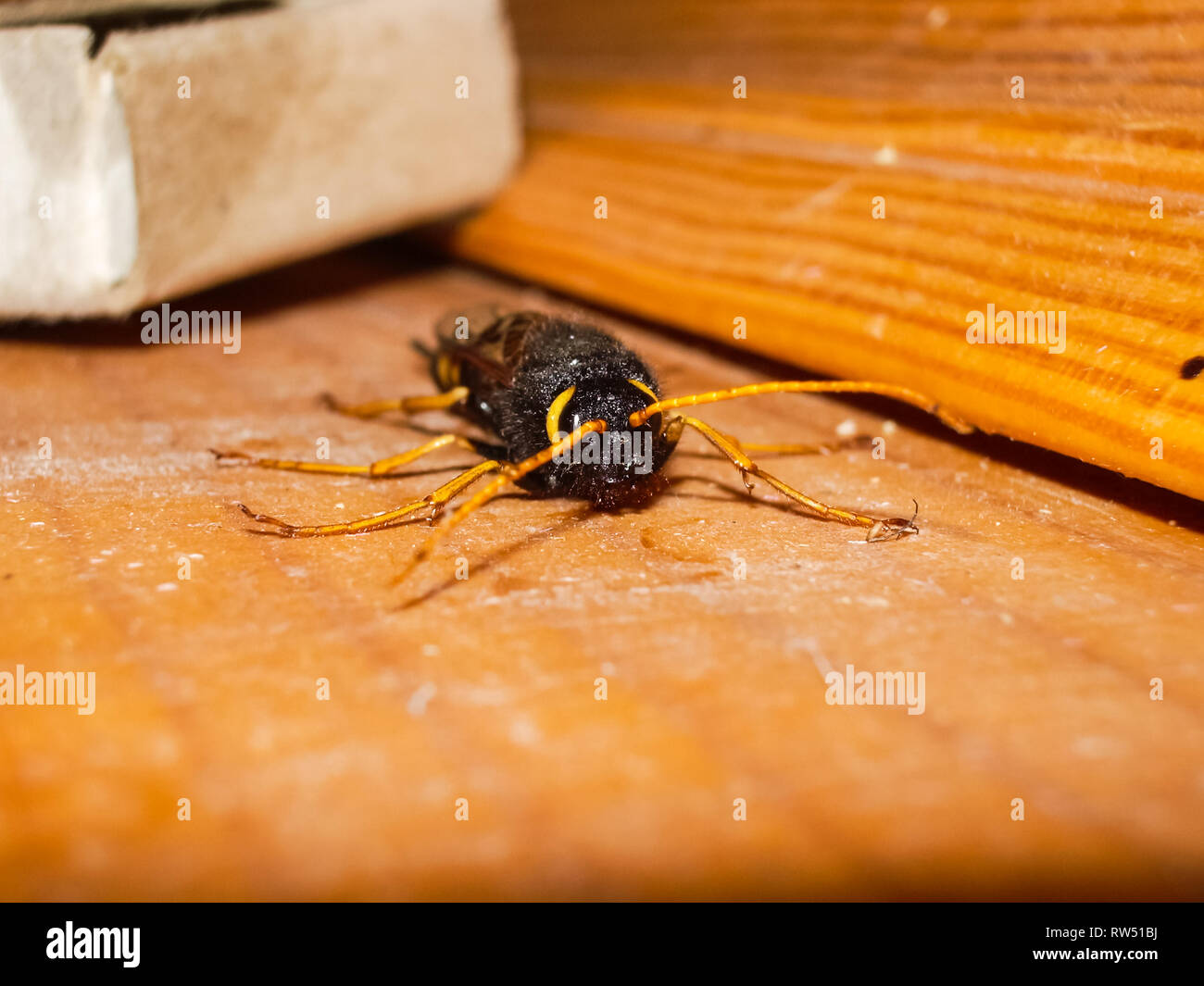Insect rider hi-res stock photography and images - Alamy