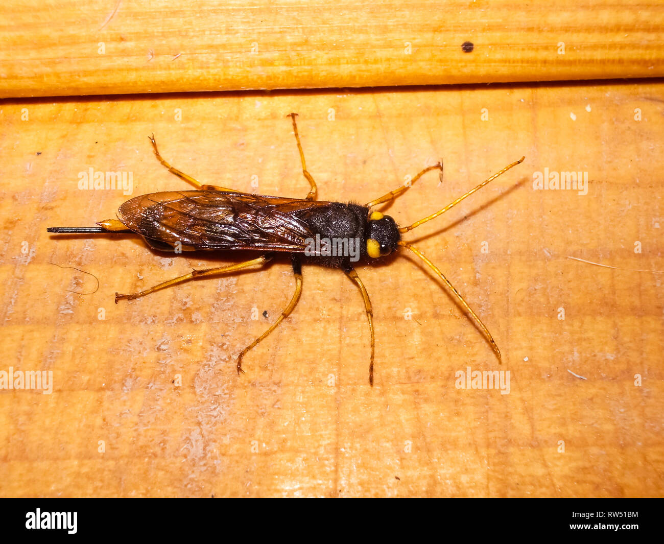 Insect rider hi-res stock photography and images - Alamy