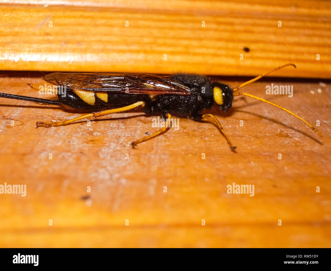 Insect rider hi-res stock photography and images - Alamy