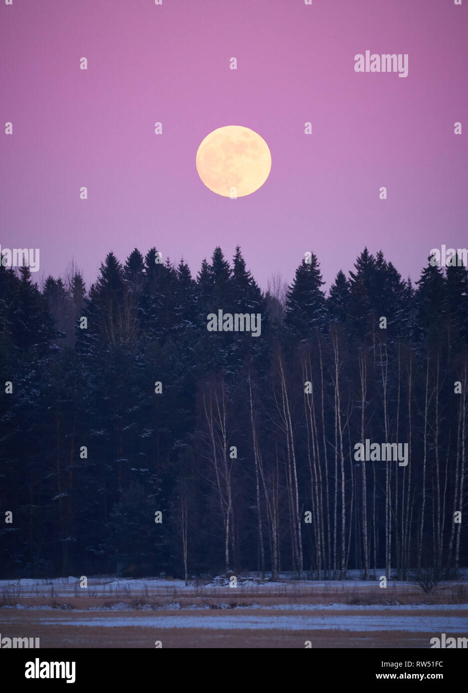 Full moon landscape at night. Rising moon above the forest in winter ...