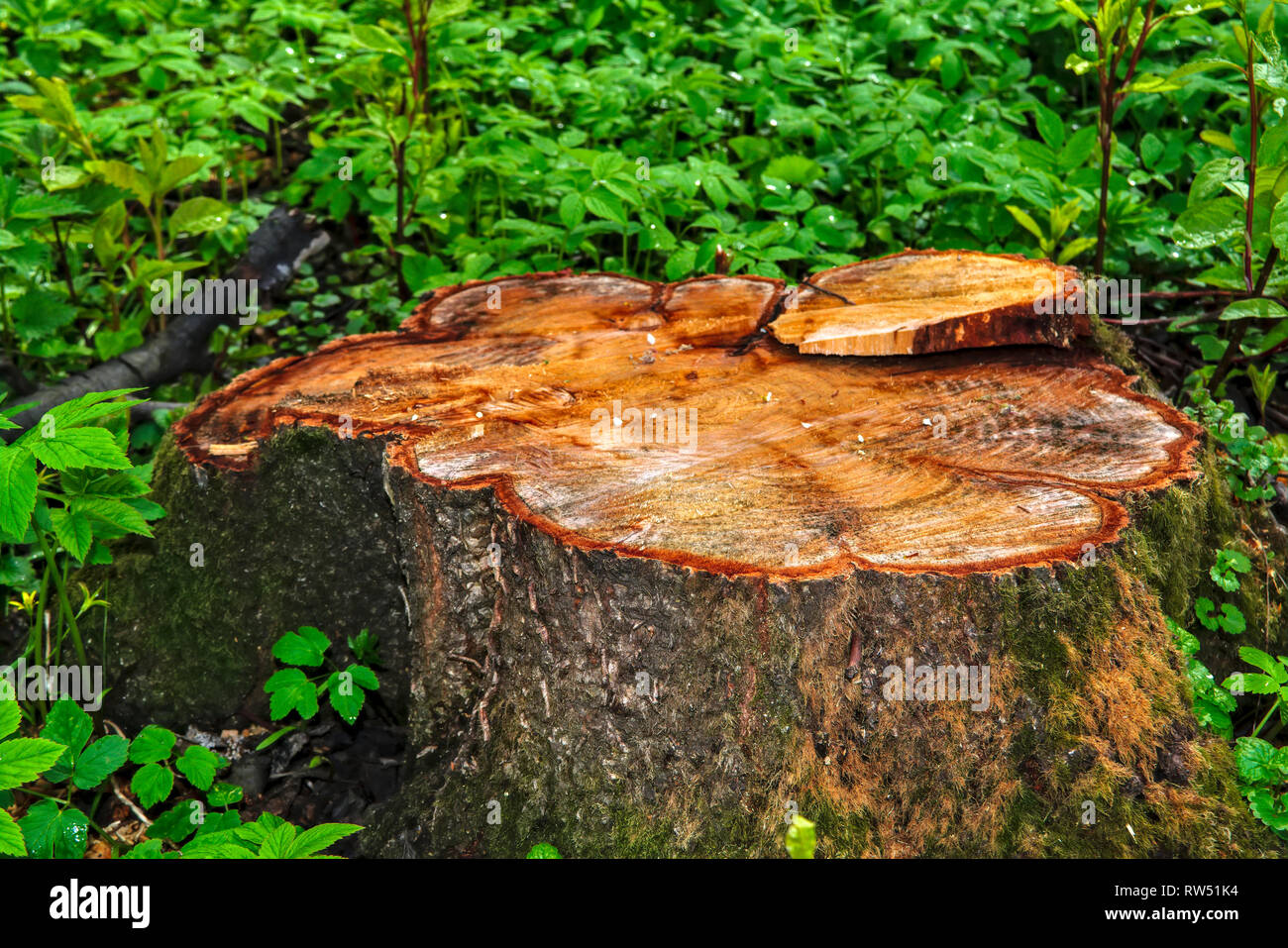 Wooden cut texture of apple tree Stock Photo - Alamy