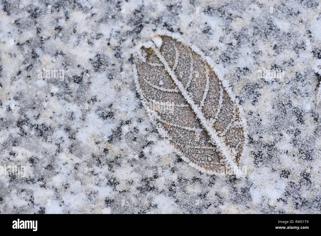 Frost — a close up showing ice crystals that have formed on leaves ...
