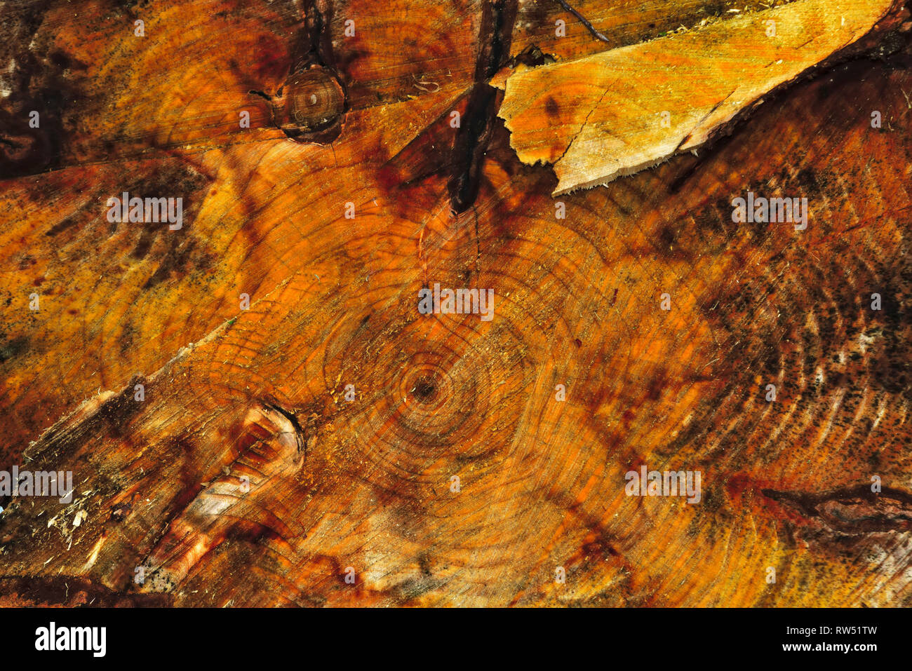 Wooden cut texture of apple tree Stock Photo - Alamy