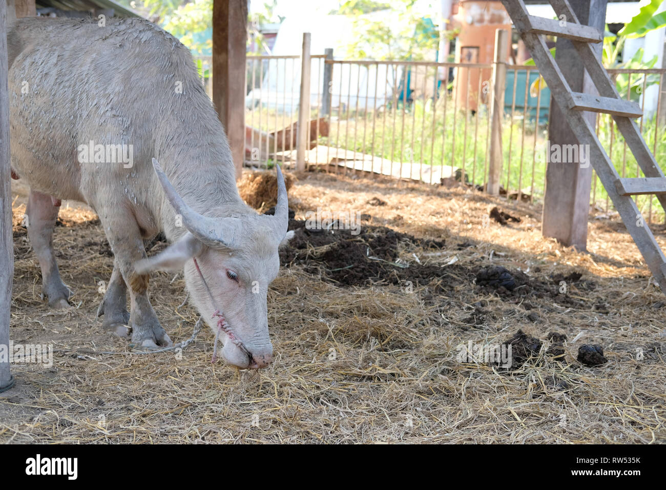 Buffalo stable hi-res stock photography and images - Alamy