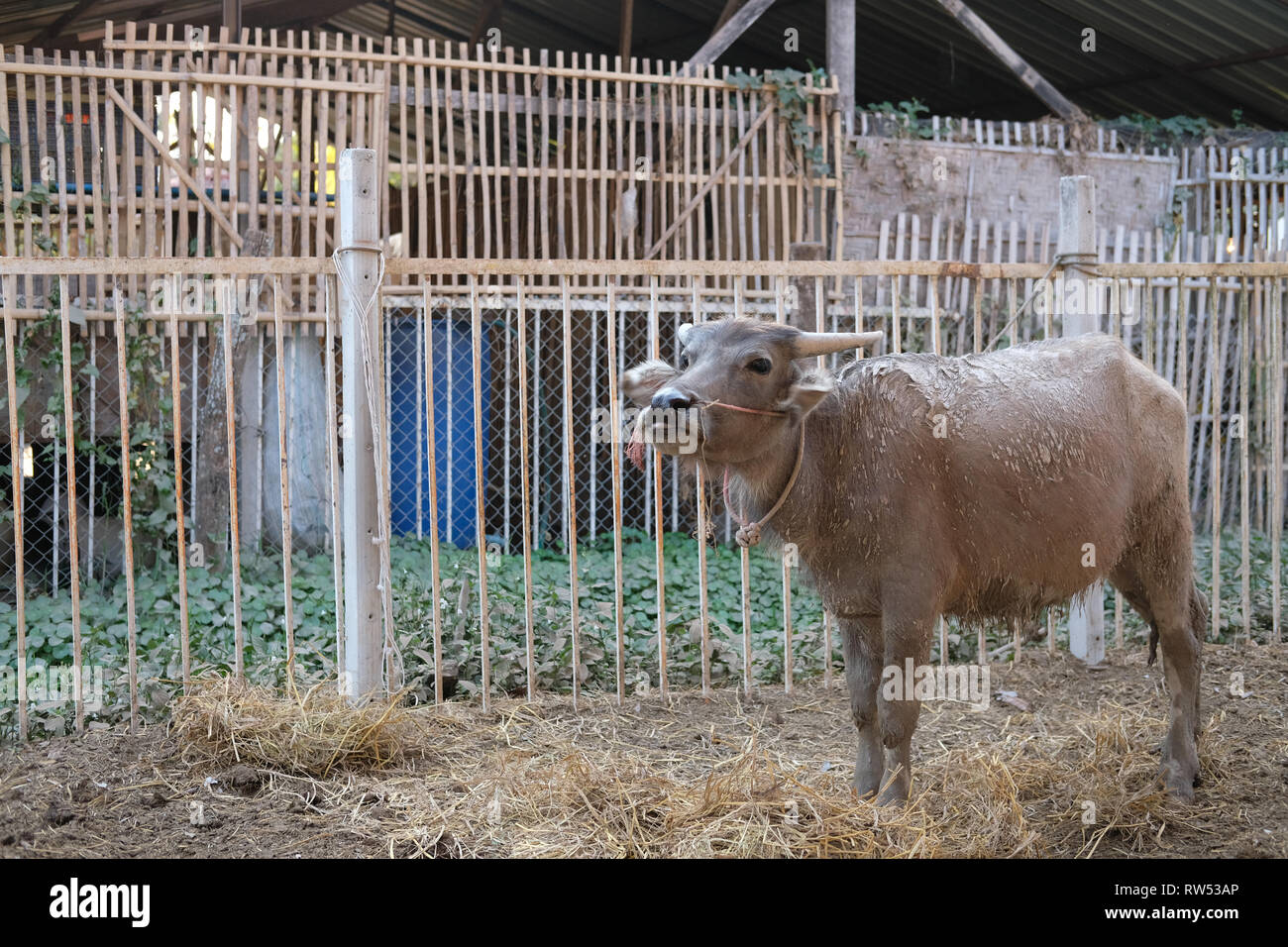 Buffalo stable hi-res stock photography and images - Alamy