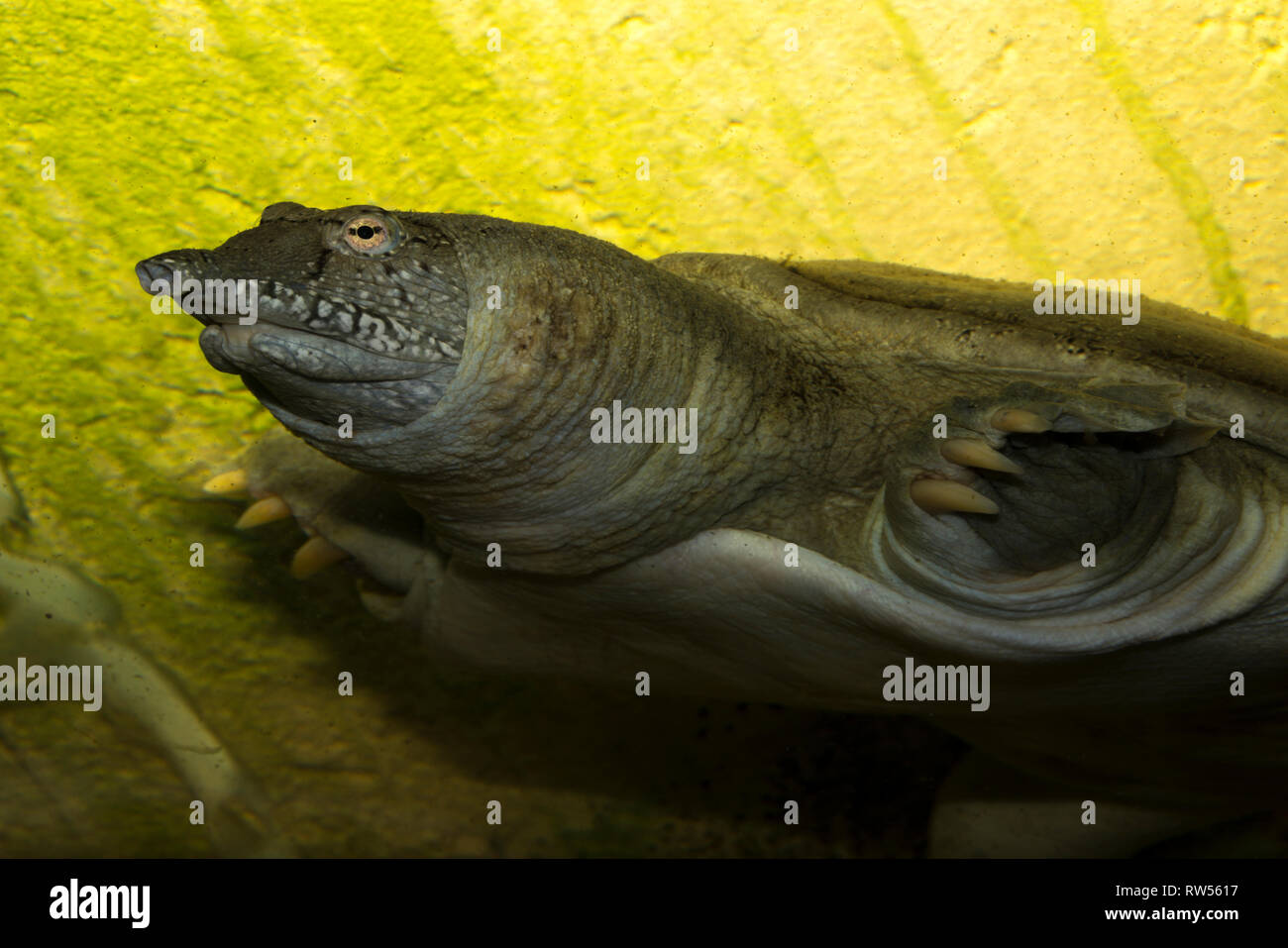 Chinese softshell turtle (Pelodiscus sinensis Stock Photo - Alamy