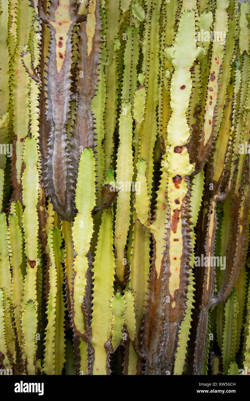 Zoomed in cactus hi-res stock photography and images - Alamy