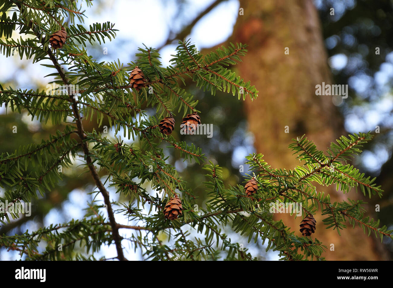 Redwood Cones High Resolution Stock Photography and Images - Alamy