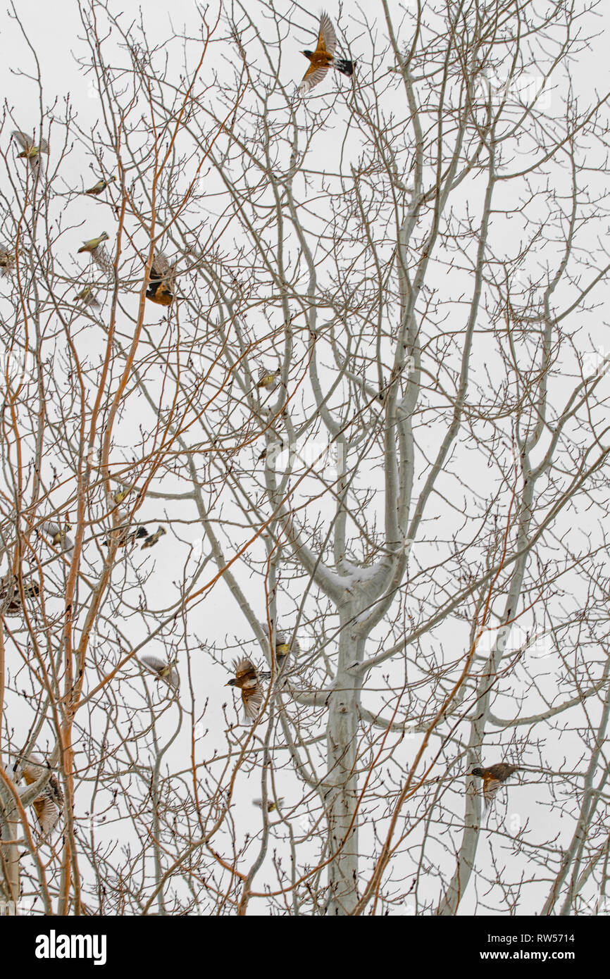 American Robins and Cedar Waxwings flying through Aspen Tree branches ...