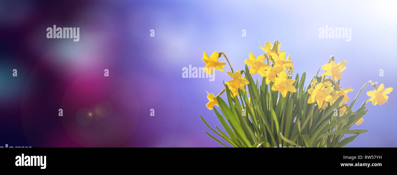Springtime, easter. Spring flowers, yellow daffodils on blue abstract ...