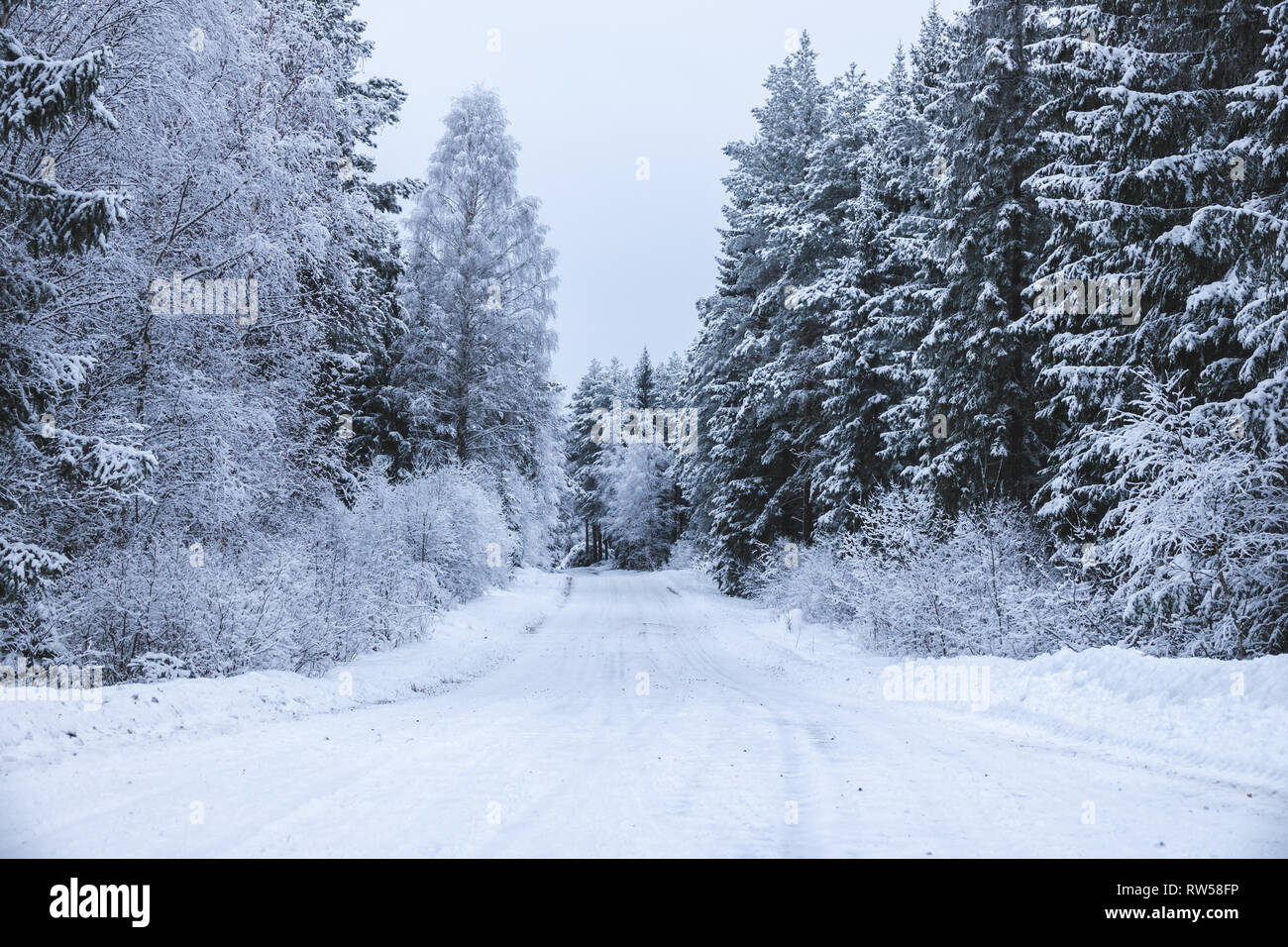 Snowy forest road. Fir trees in winter landscape with thick snow Stock ...