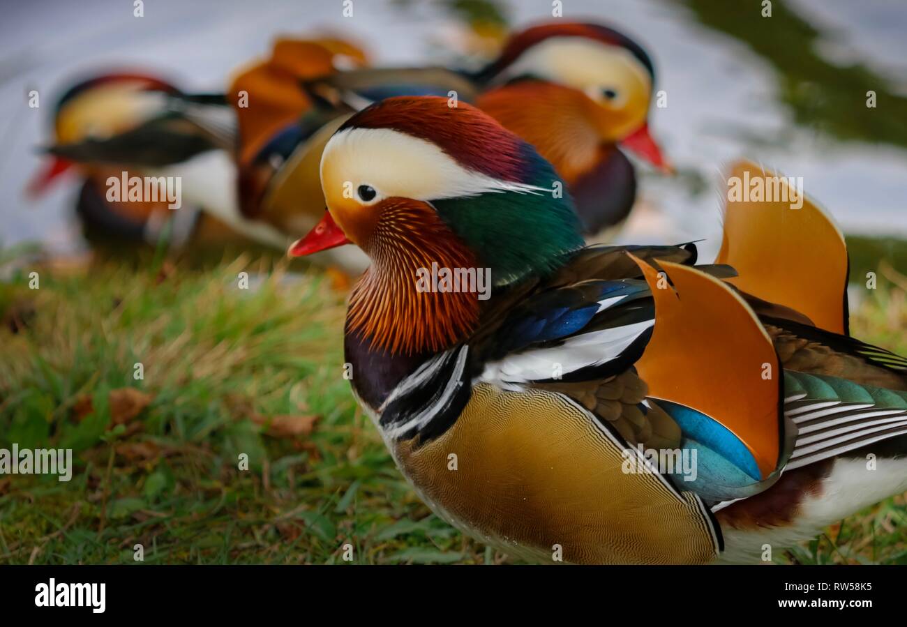 mandarin ducks colorful feather portrait with copy space Stock Photo ...