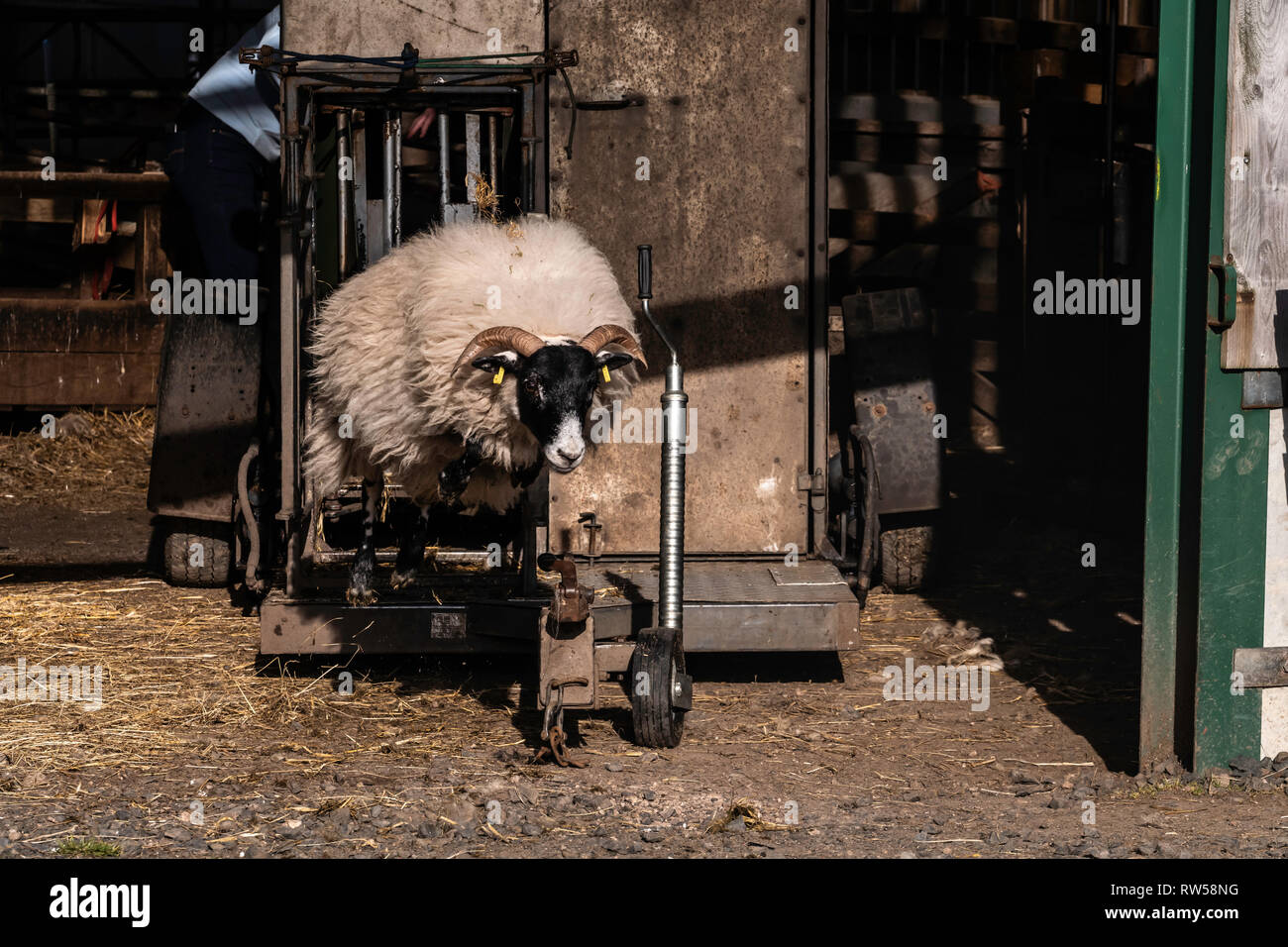 Scanning A Dog High Resolution Stock Photography and Images - Alamy