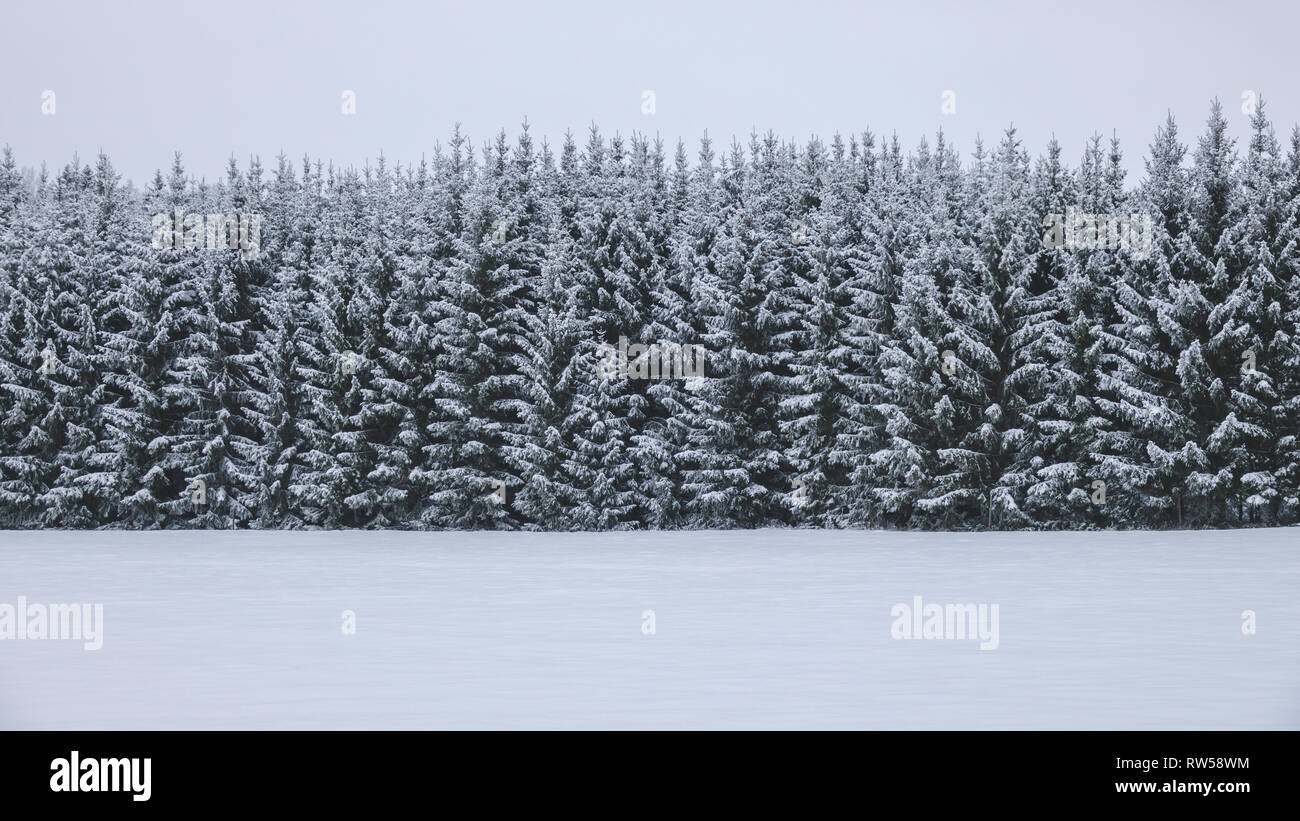 Beautiful winter landscape in fir hi-res stock photography and images ...