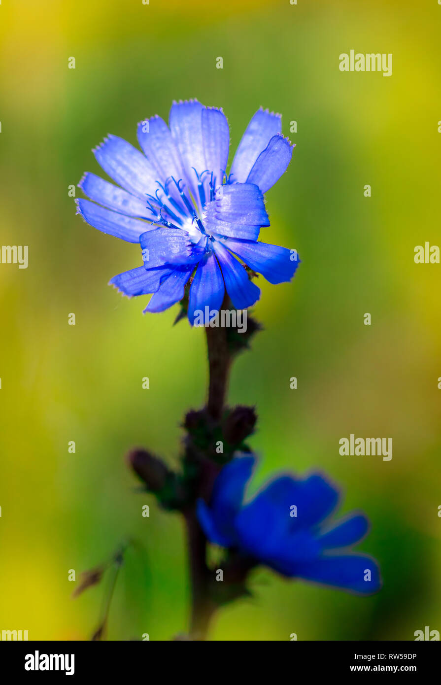 tired flower blossom holding hands over eyes Stock Photo - Alamy