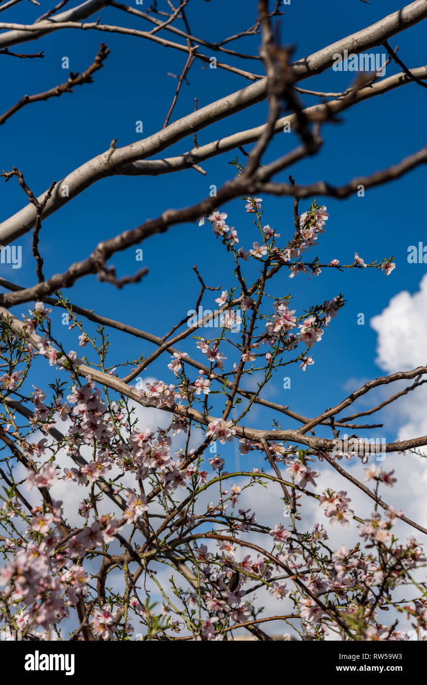 Almond trees blooming - pink - white flowers blue sky green grass in ...