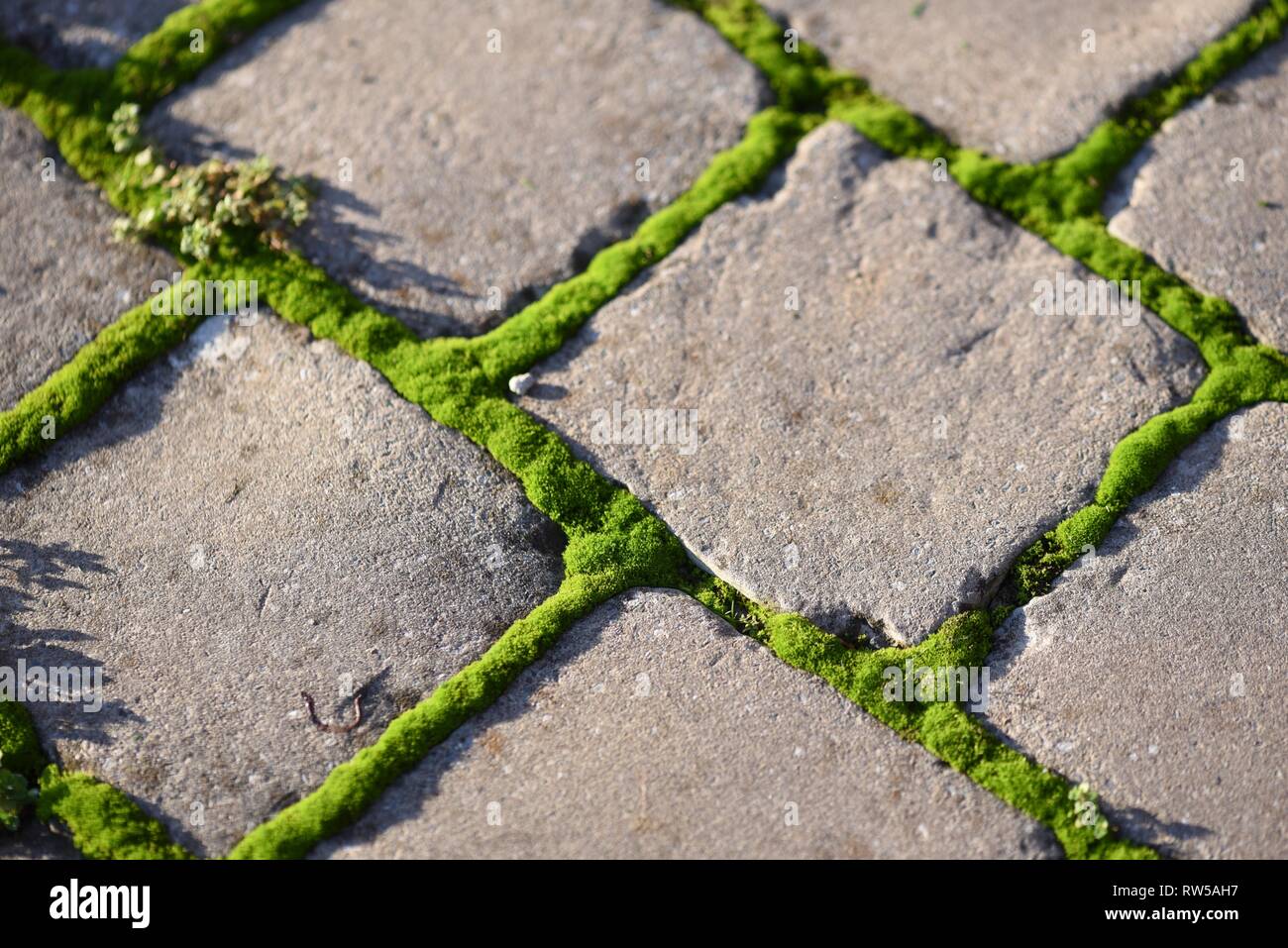 Moss (Bryophyta): vivid green moss growing between the joints of gray ...