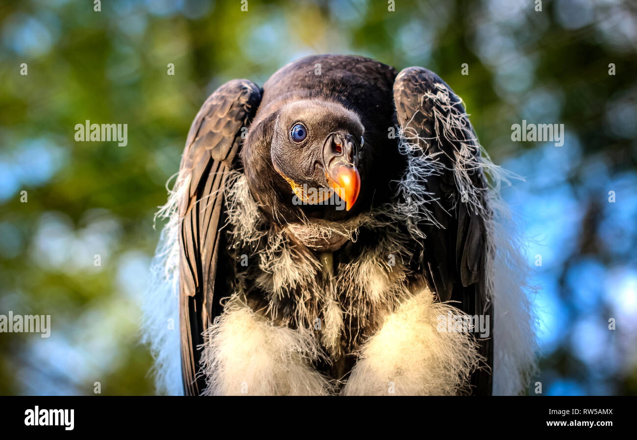 Vulture face portrait hi-res stock photography and images - Alamy