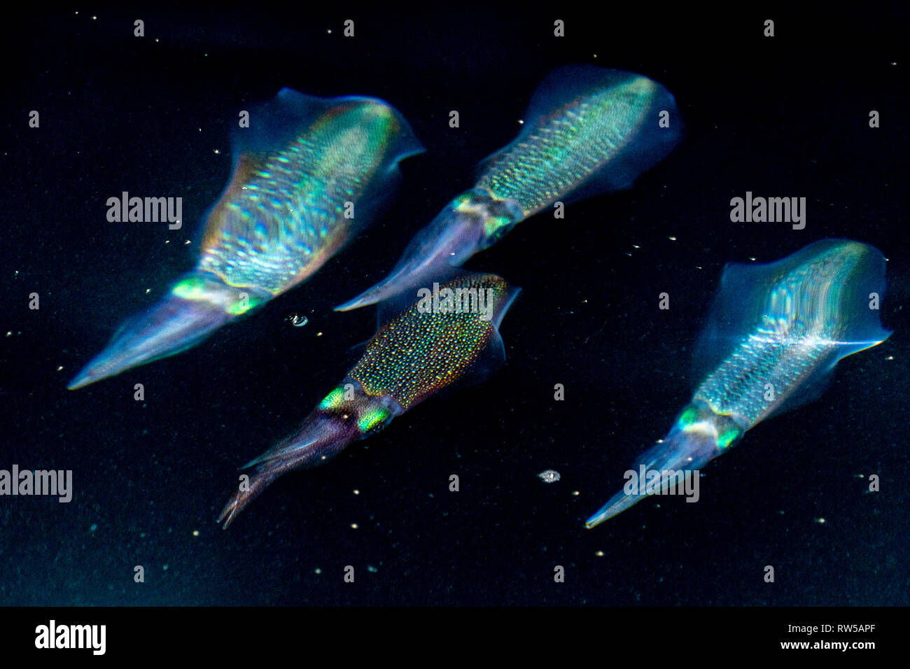 Colorful Squid cuttlefish underwater close up portrait in maldives ...