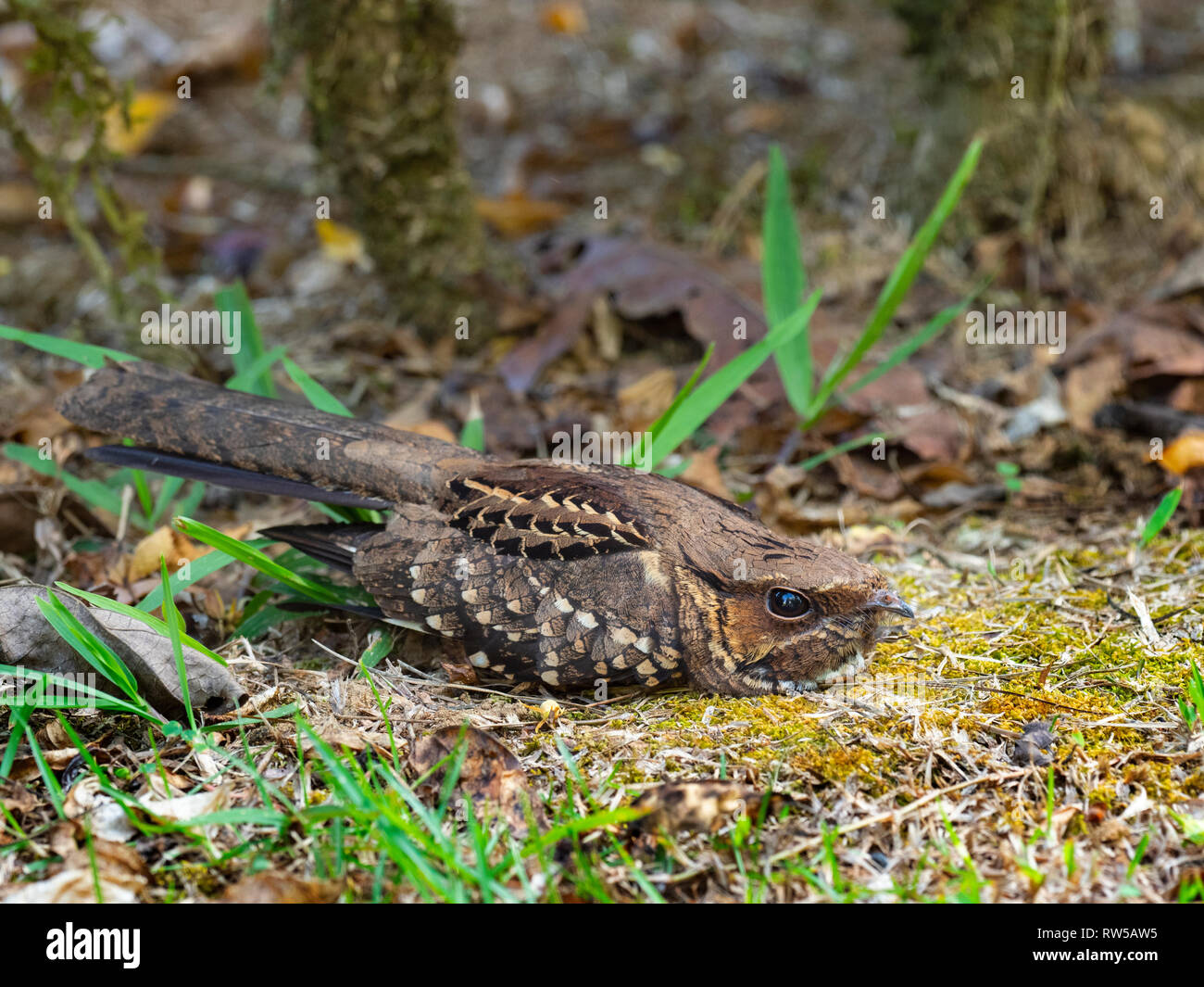 American nightjar hi-res stock photography and images - Alamy