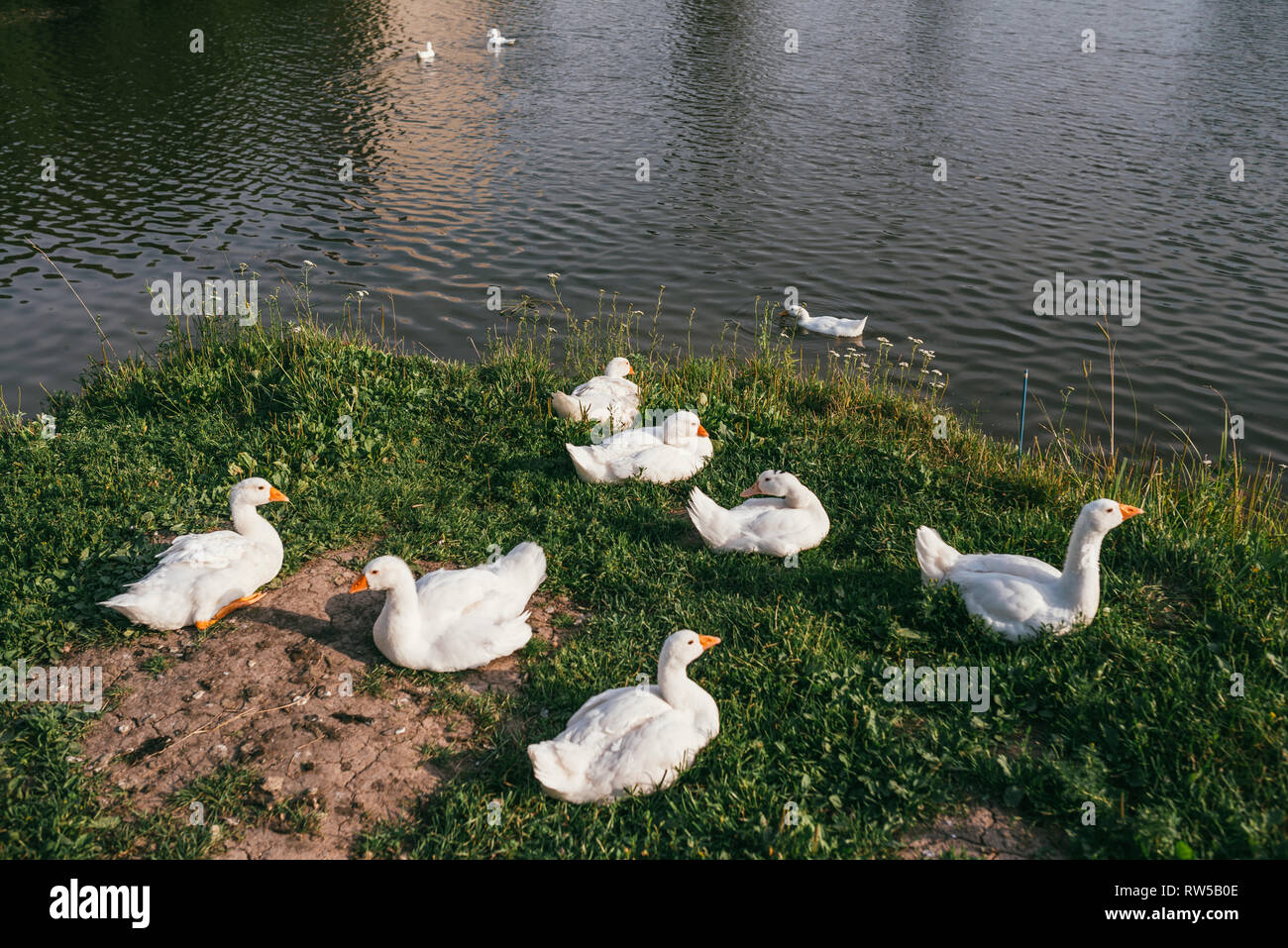 Beautiful shot geese family hi-res stock photography and images - Alamy
