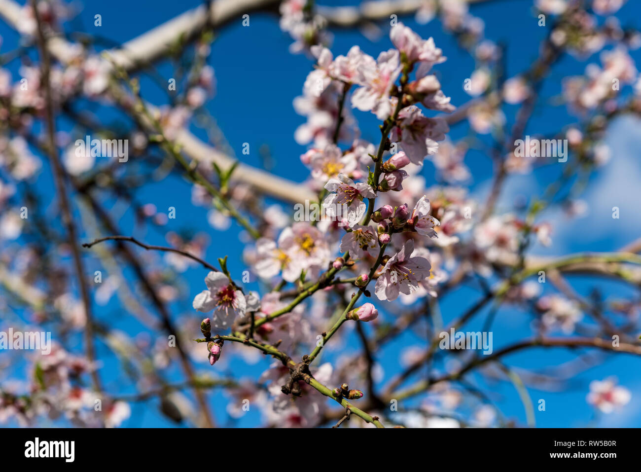 Almond trees blooming - pink - white flowers blue sky green grass in ...