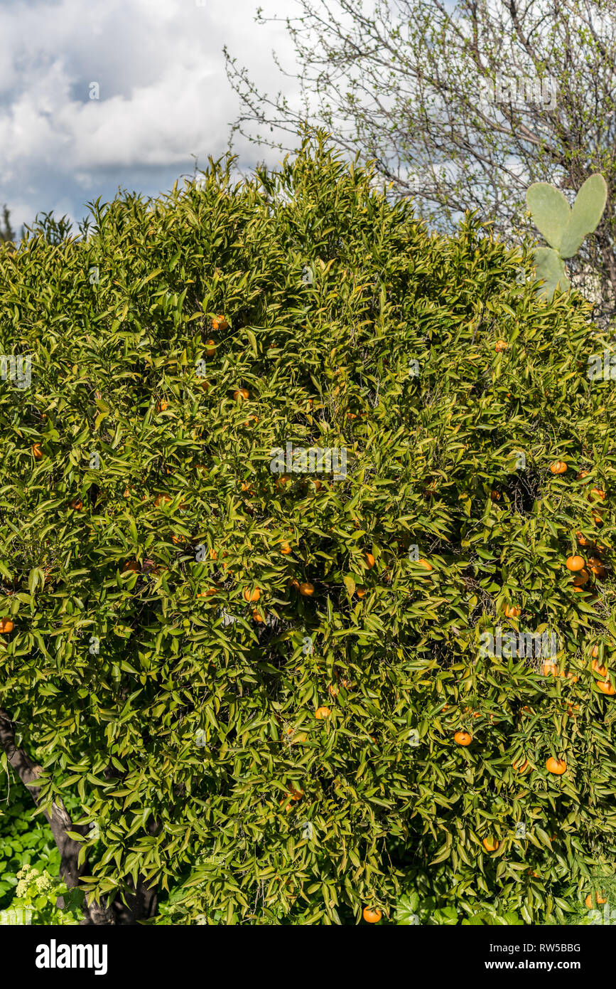 Almond trees blooming - pink - white flowers blue sky green grass in ...