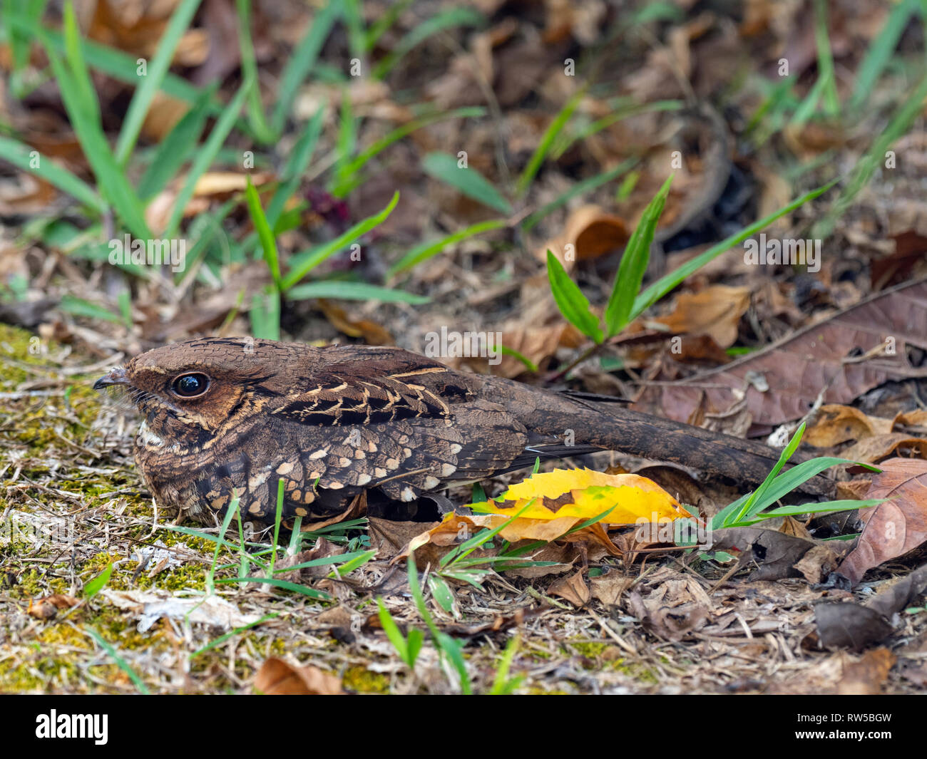 The Dusky Nightjar Antrostomus saturatus hiding in grass Stock Photo ...