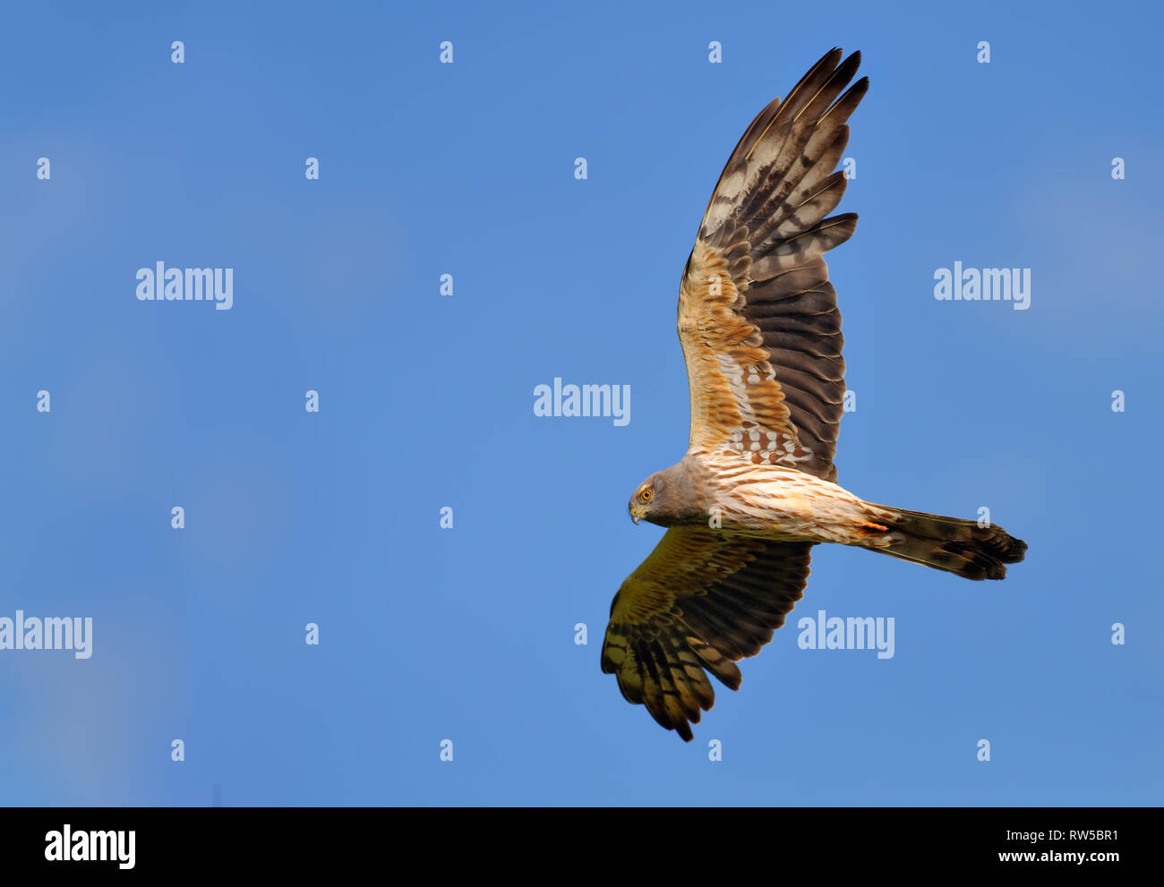 Harrier in the sky blue sky hi-res stock photography and images - Alamy