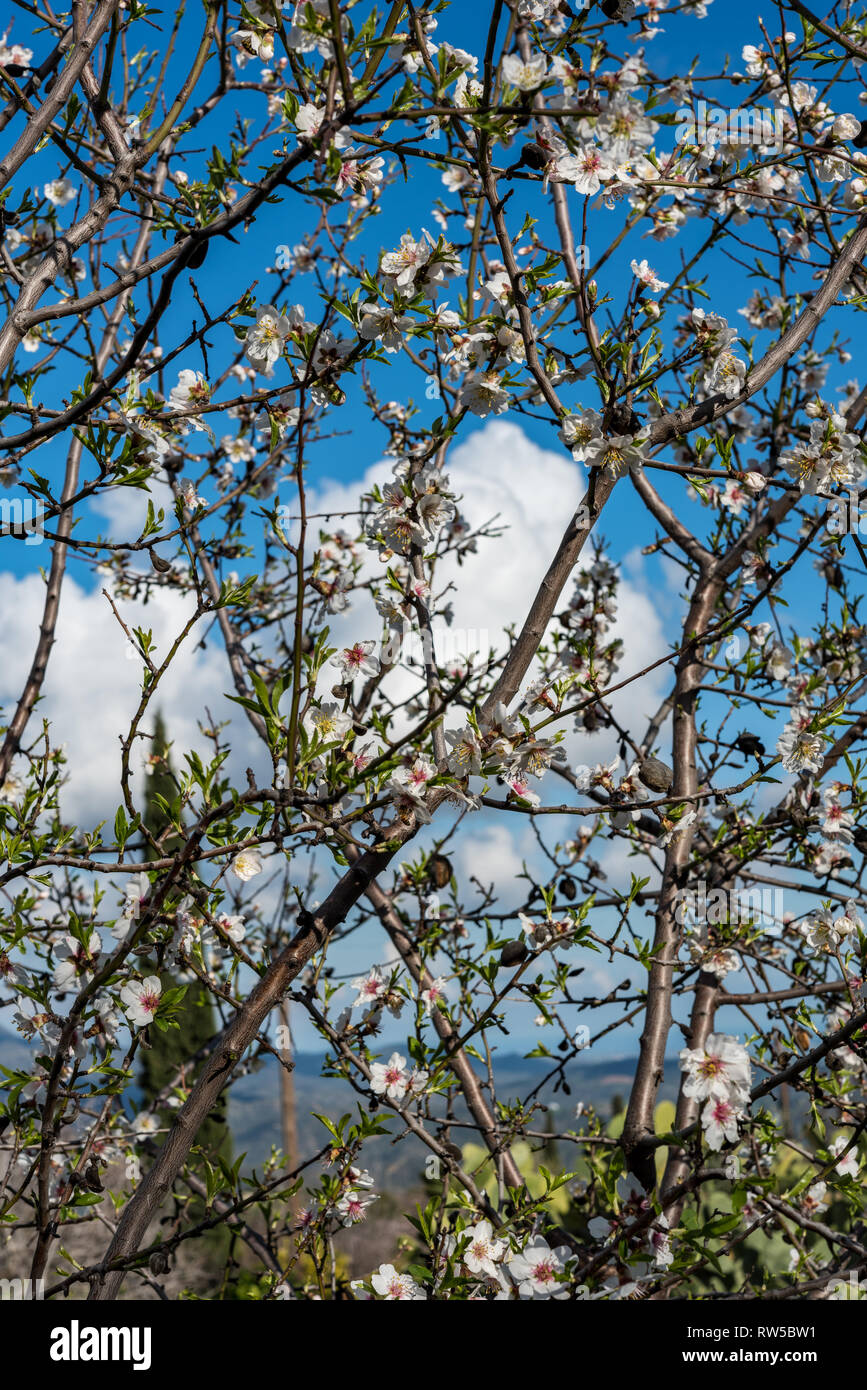 Almond trees blooming - pink - white flowers blue sky green grass in ...