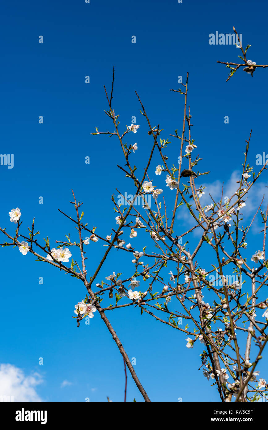 Almond trees blooming - pink - white flowers blue sky green grass in ...