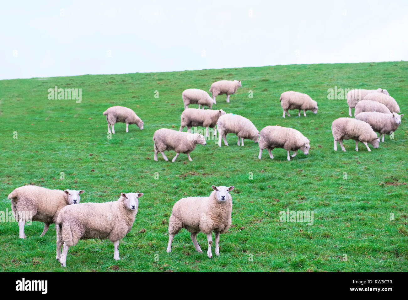 Sheep livestock grazing in farm field agriculture animals green and ...