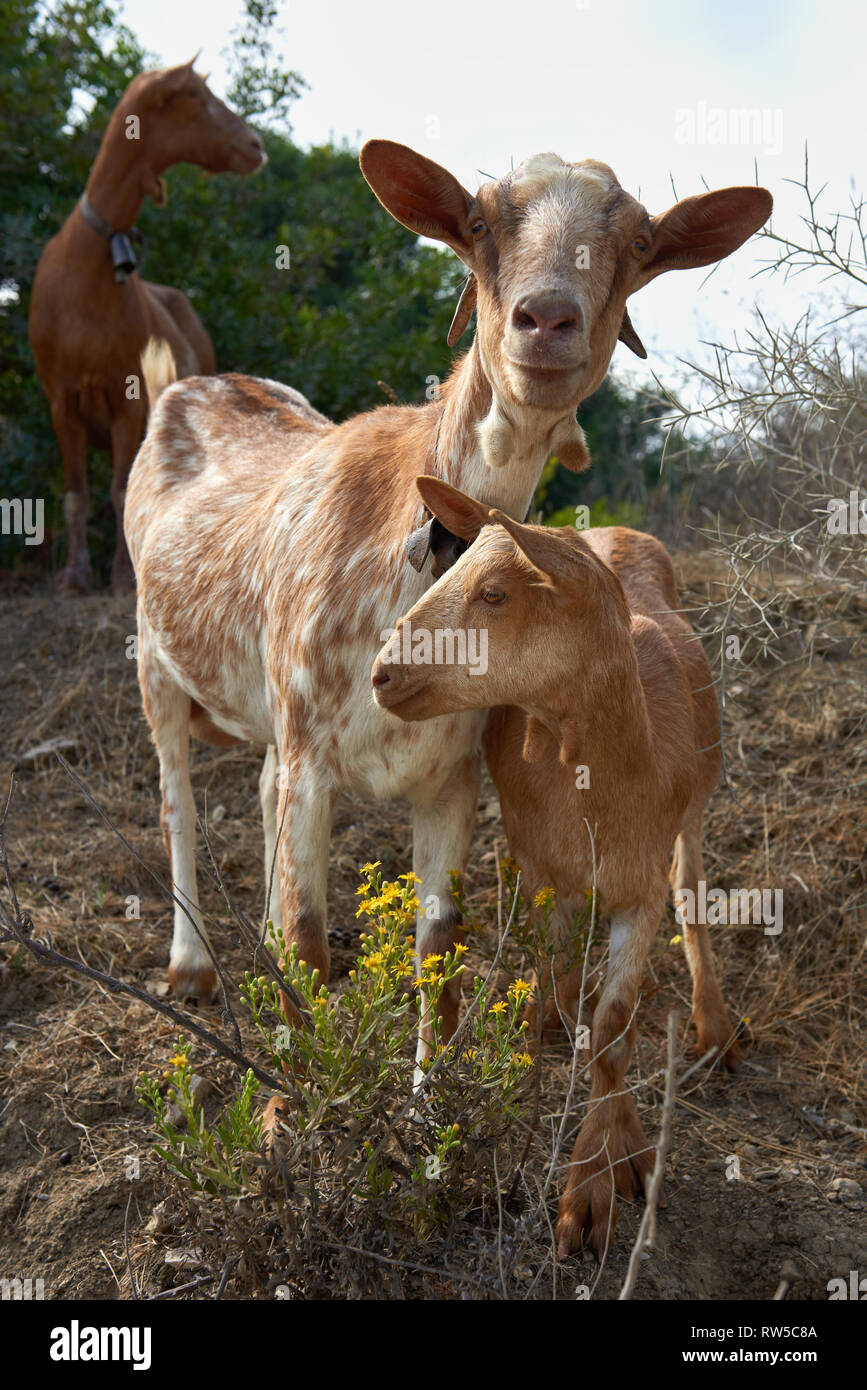 Curious Andalusian goat herd staring directly into the camera in late ...