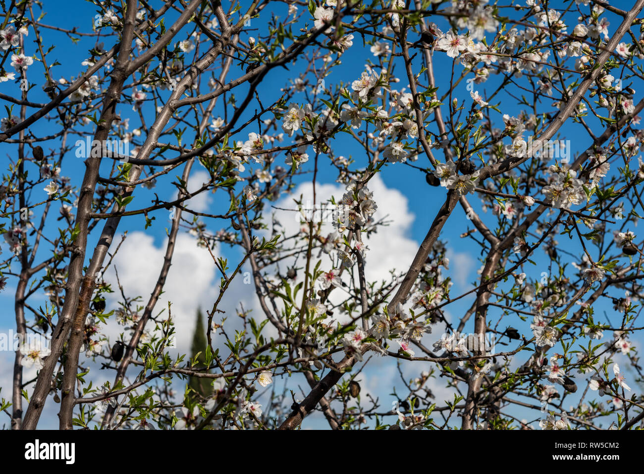 Almond trees blooming - pink - white flowers blue sky green grass in ...