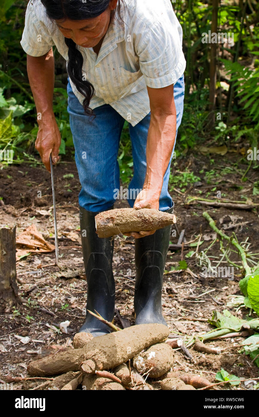 Indigenous woman cutting yuca plant; machete moving; farming; food ...