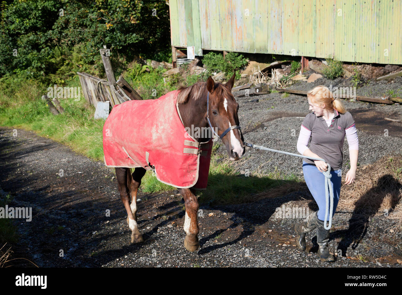 Stablemaid leading a horse at riding stables Stock Photo - Alamy