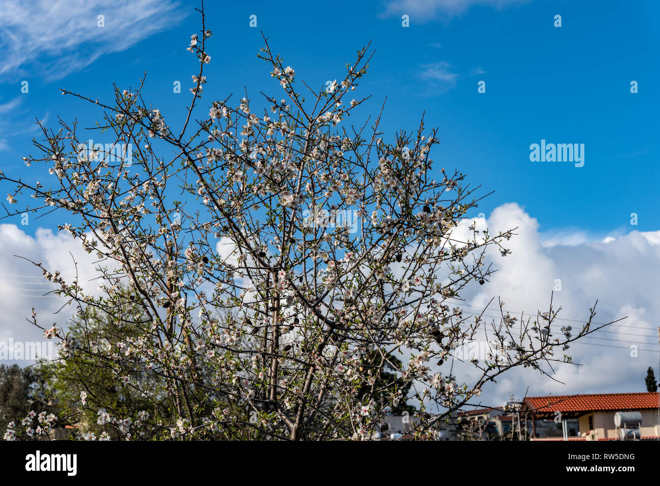 Almond trees blooming - pink - white flowers blue sky green grass in ...
