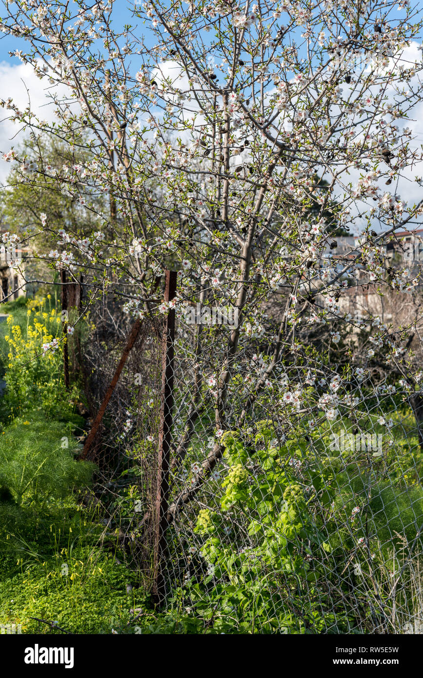 Almond trees blooming - pink - white flowers blue sky green grass in ...