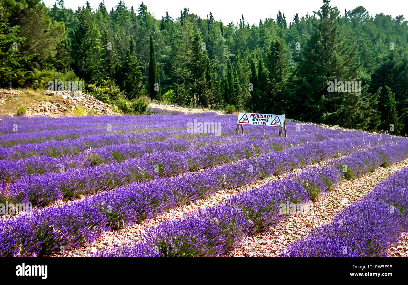 lavender field in Tuscany with warning sign attention bees flying Stock ...