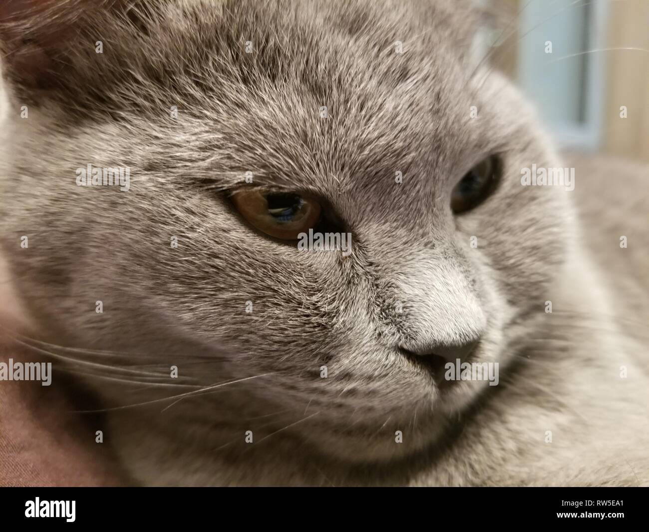 cute kitty gray british small kitten close-up. close-up of muzzle cat's ...