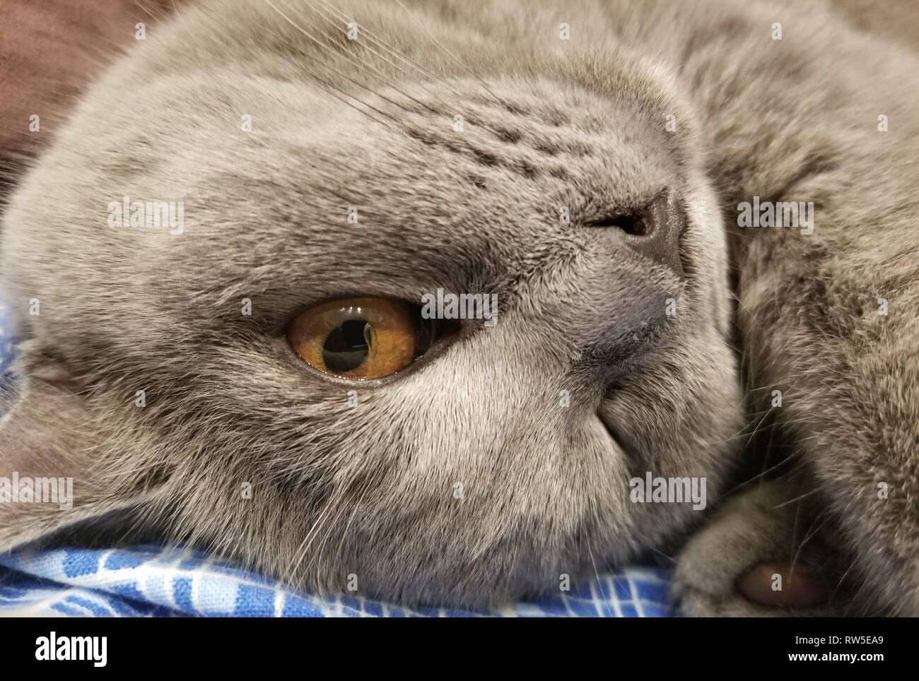 cute kitty gray british small kitten close-up. close-up of muzzle cat's ...