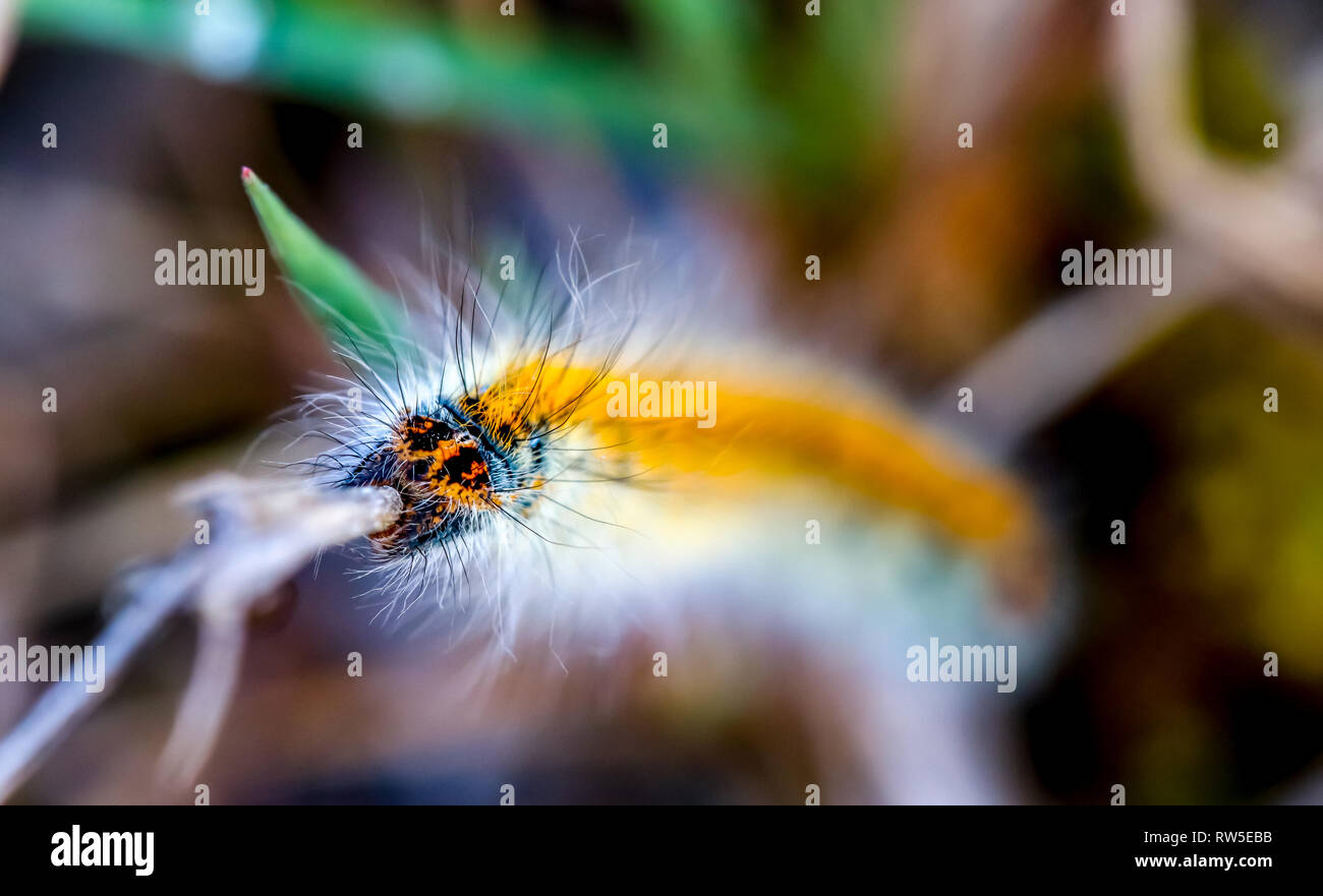 Caterpillar eyes hi-res stock photography and images - Alamy