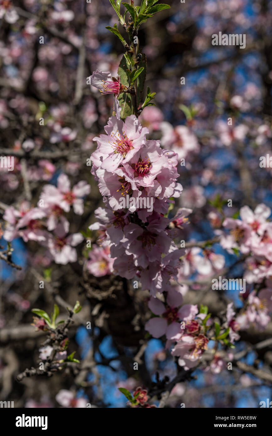 Almond trees blooming - pink - white flowers blue sky green grass in ...