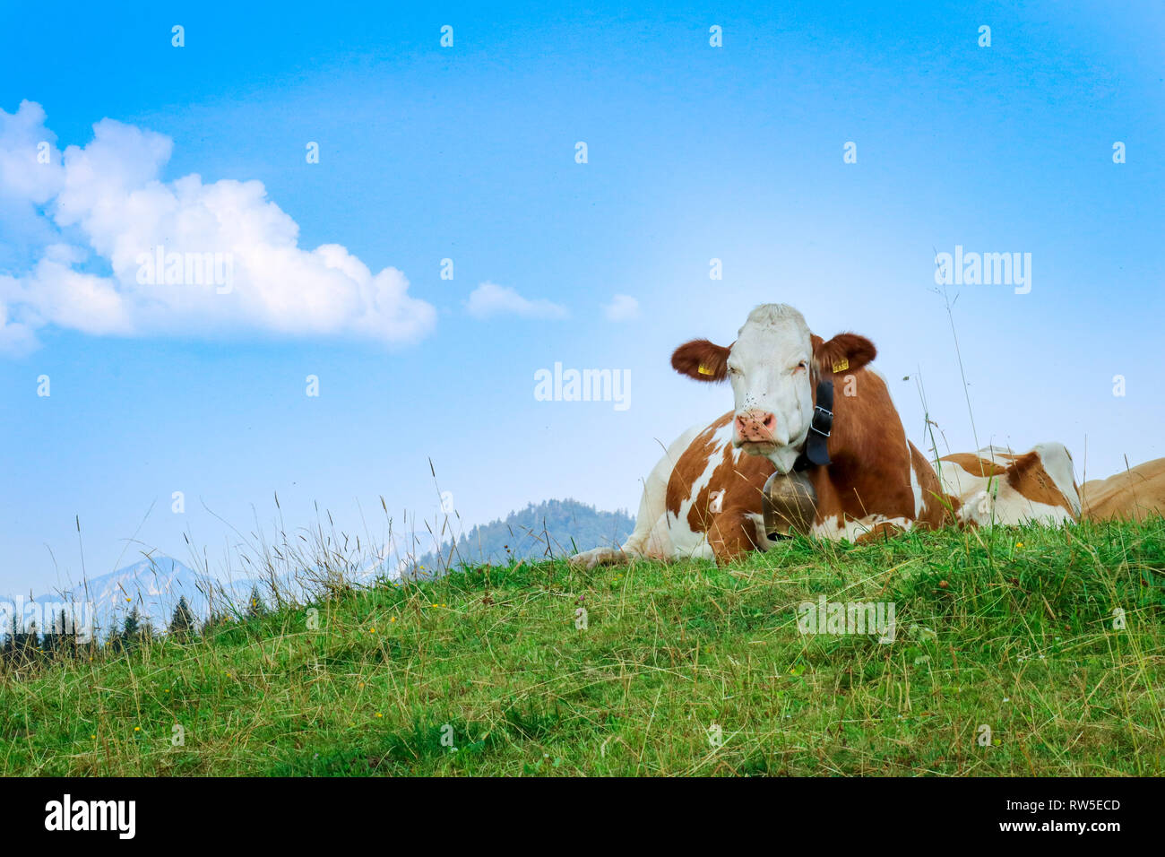 happy bavarian cow relaxing on alpine field in green grass with copy ...