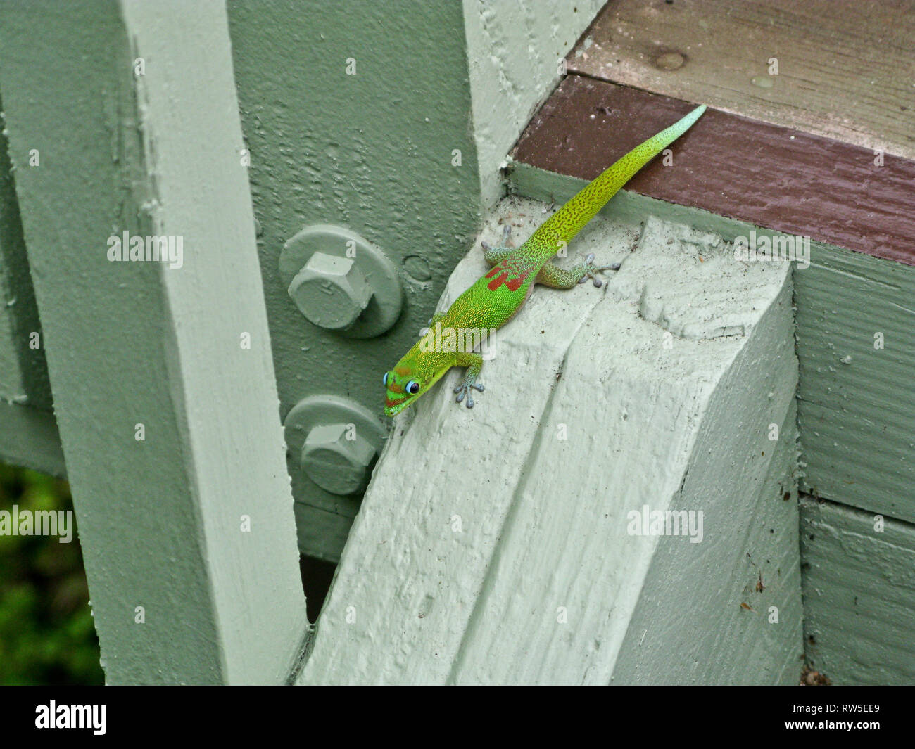 Hawaiian gecko hi-res stock photography and images - Alamy