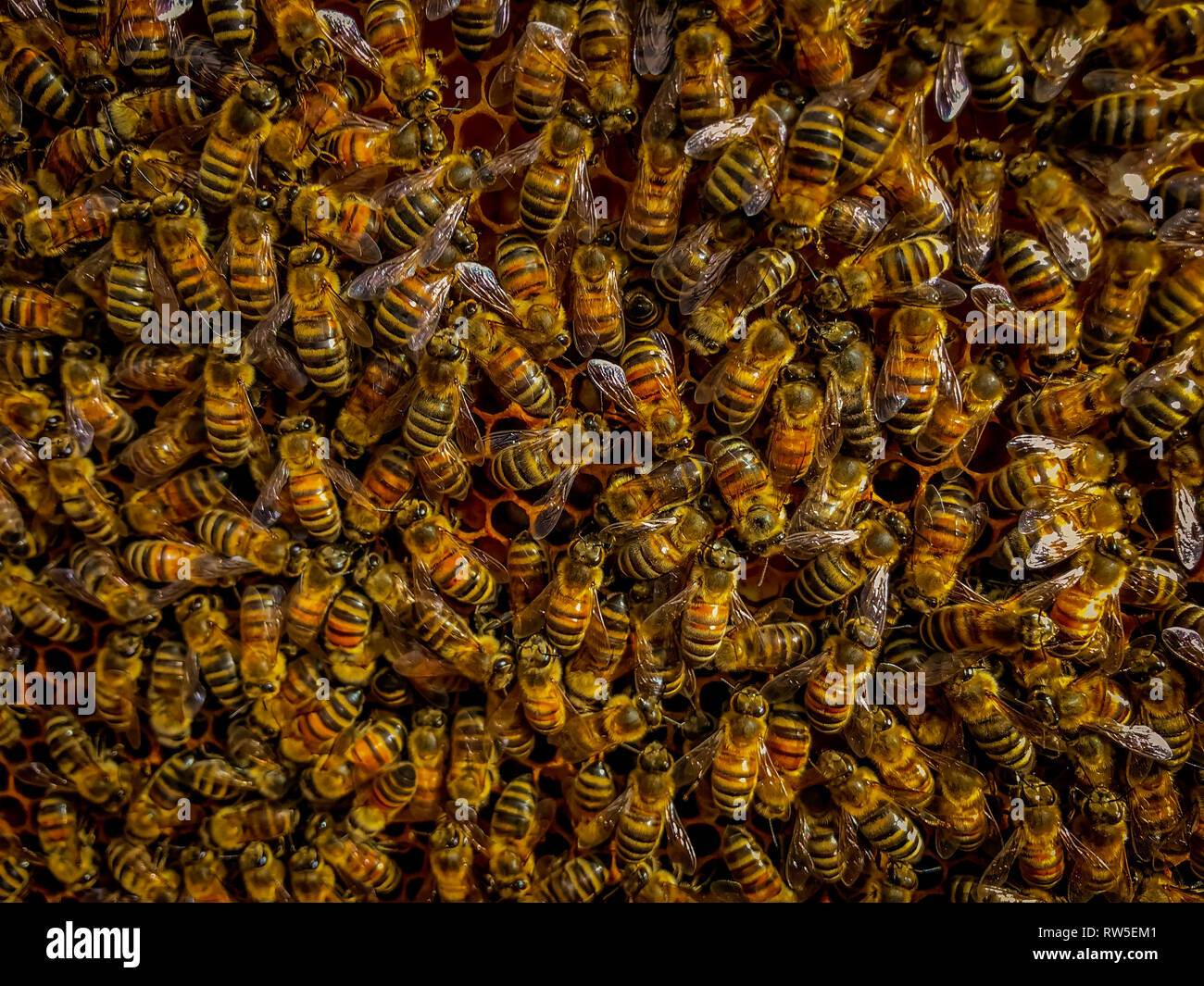 busy bee background in honeycomb, beehive portrait texture Stock Photo ...