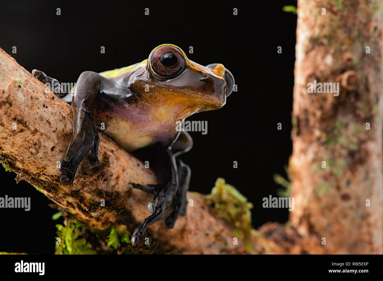 tropical tree frog on branch at night in Amazon rain forest of Brazil ...