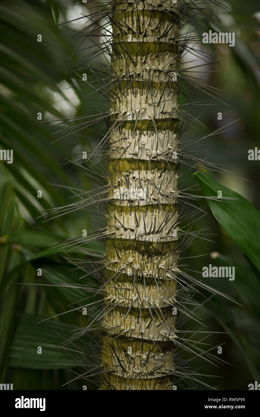 Slender green stalk hi-res stock photography and images - Alamy