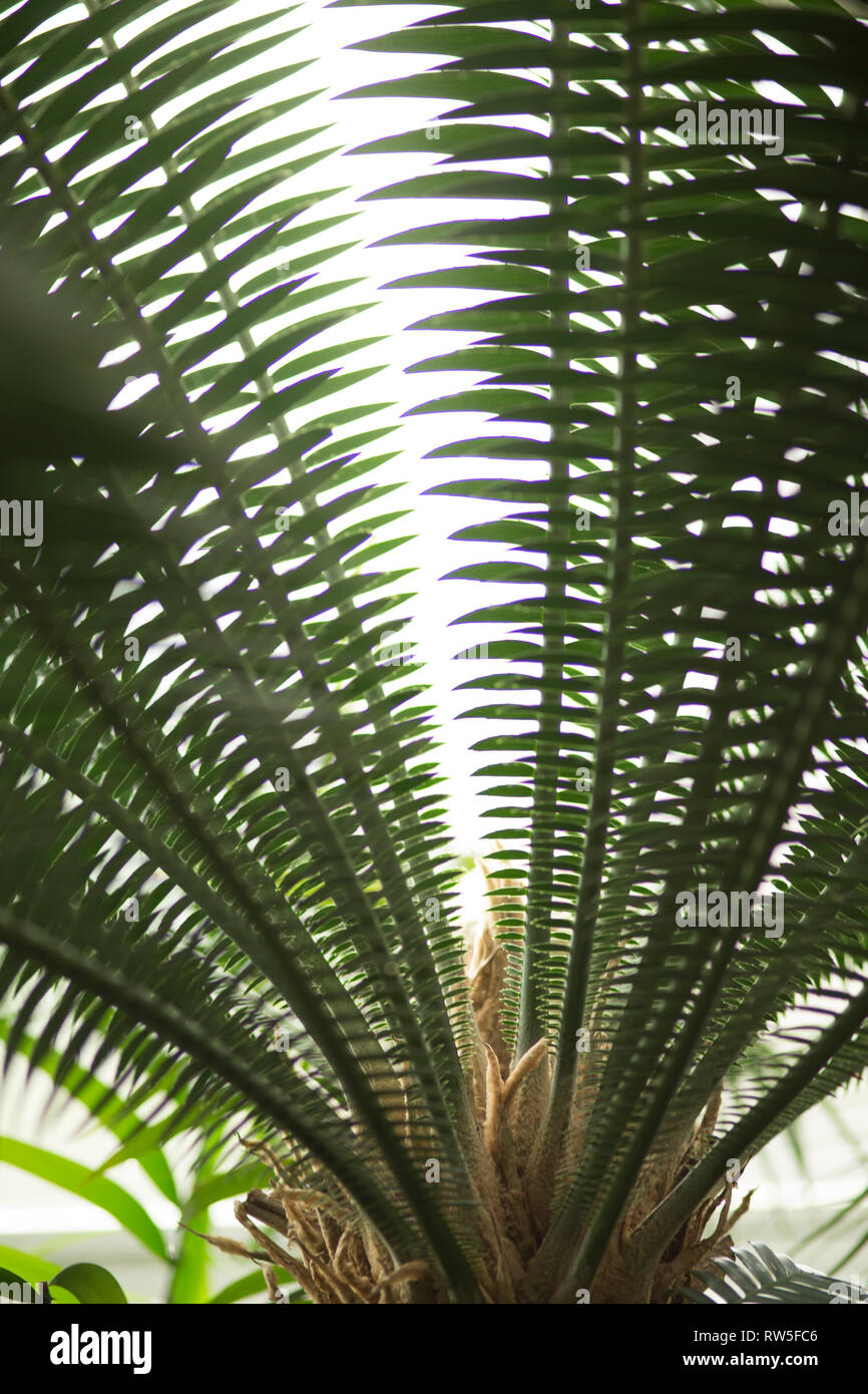 Plant fronds hi-res stock photography and images - Alamy